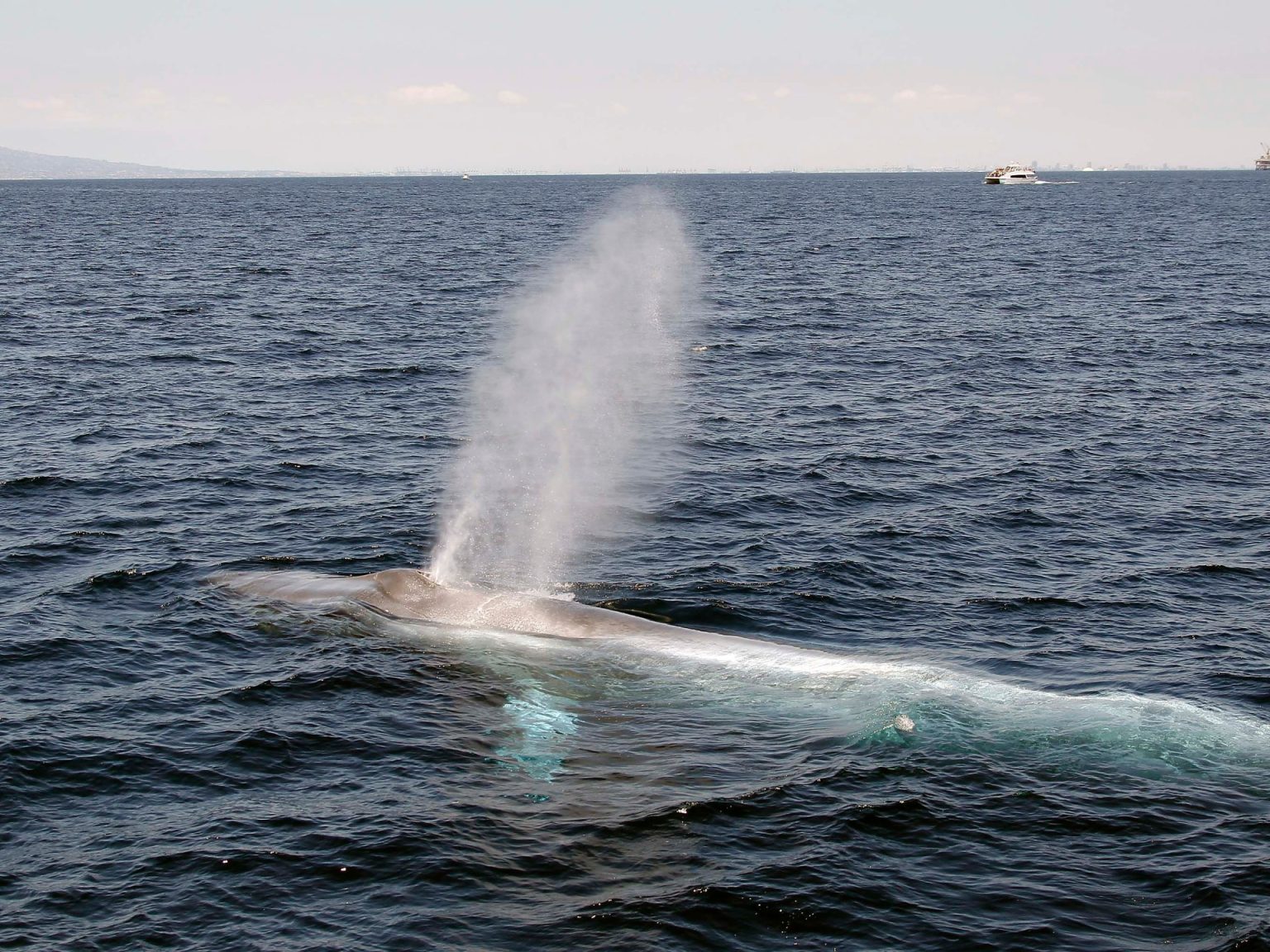 Perché le balene blu hanno smesso di cantare? Il mistero preoccupante ...